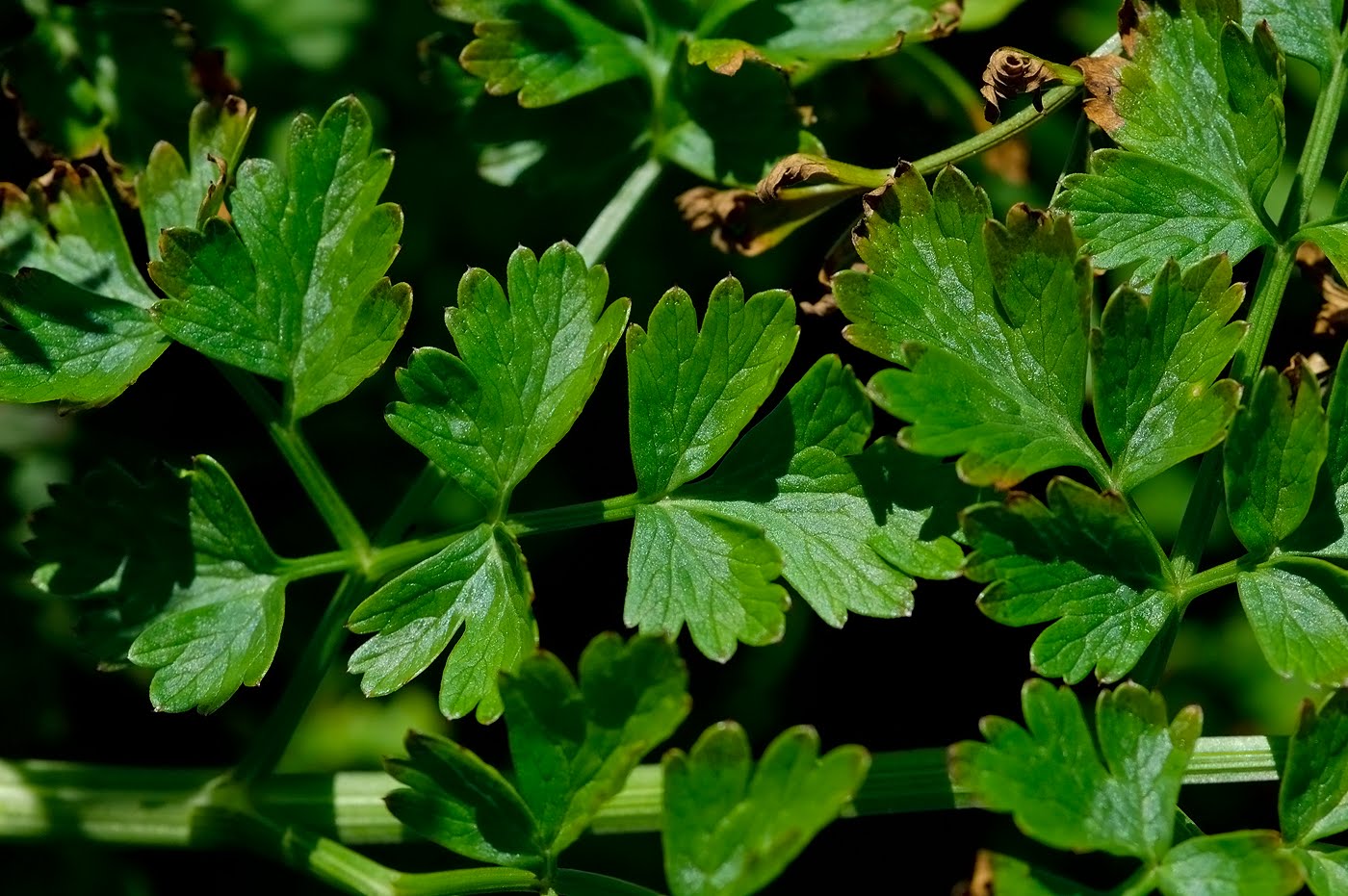 Scottish Wildlife Blog: Kildonan, Isle of Arran