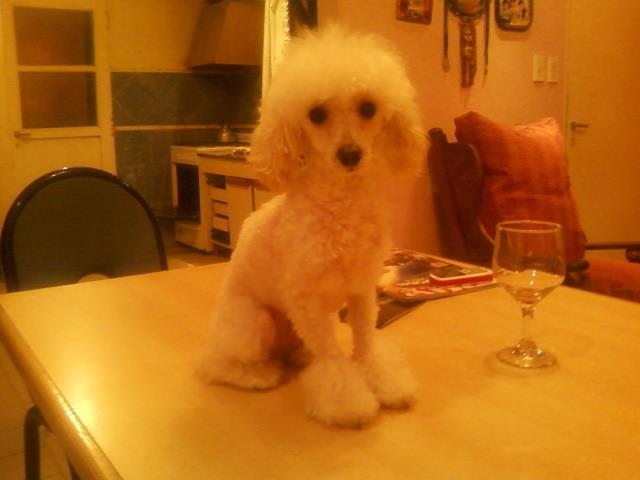 Perro rata caniche toy - Imagui