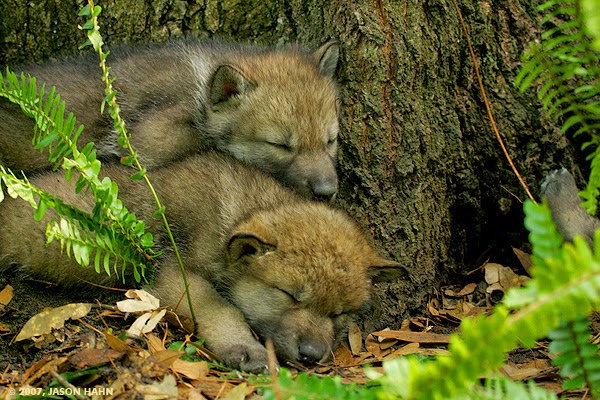 White Wolf : On World Animal Day These 10 Photos of Wolf Pups Is The ...