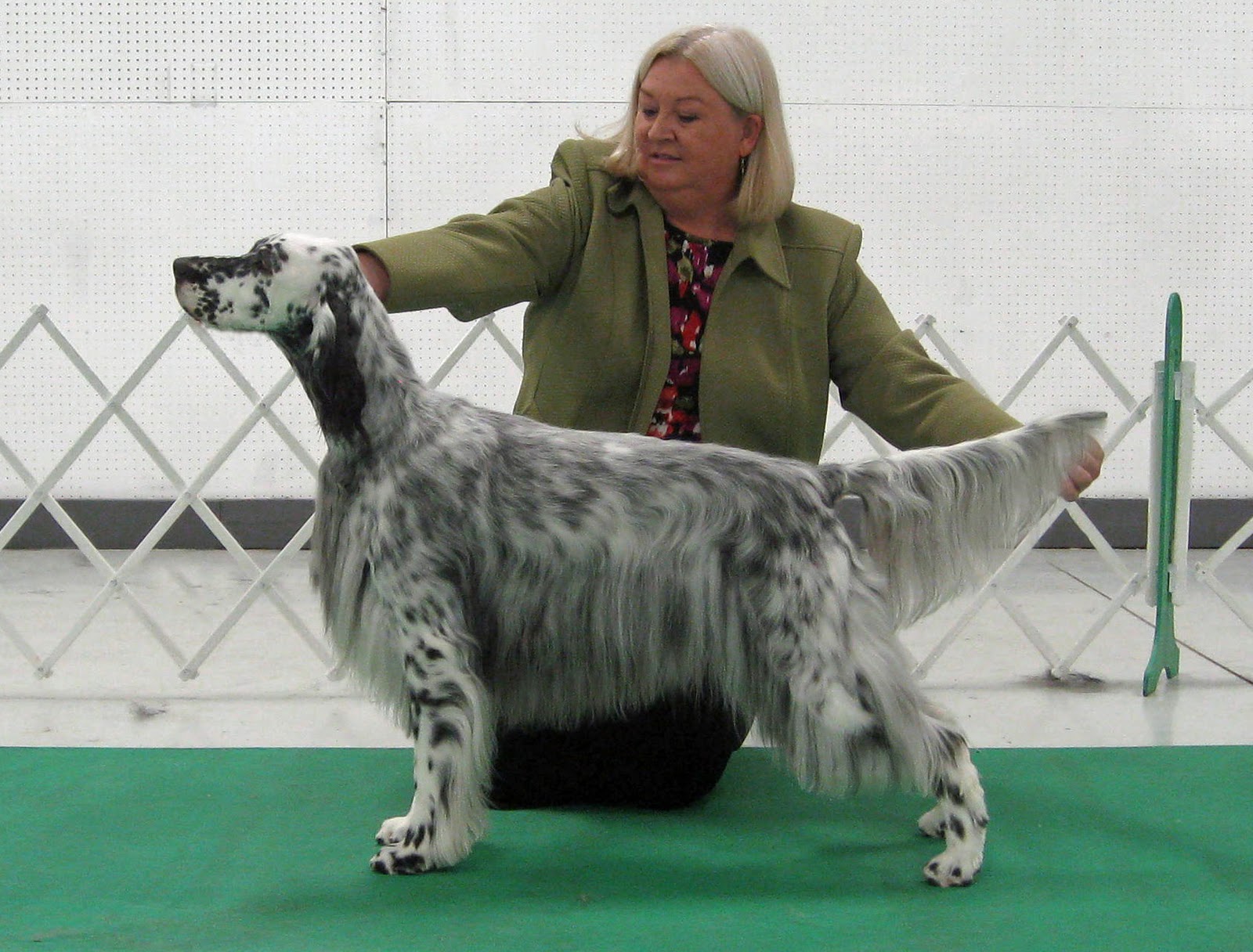 Linwood English Setters: New Champion BENE!!