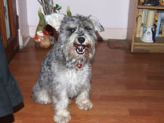 The diary of a schnauzer: Schnauzer impressions