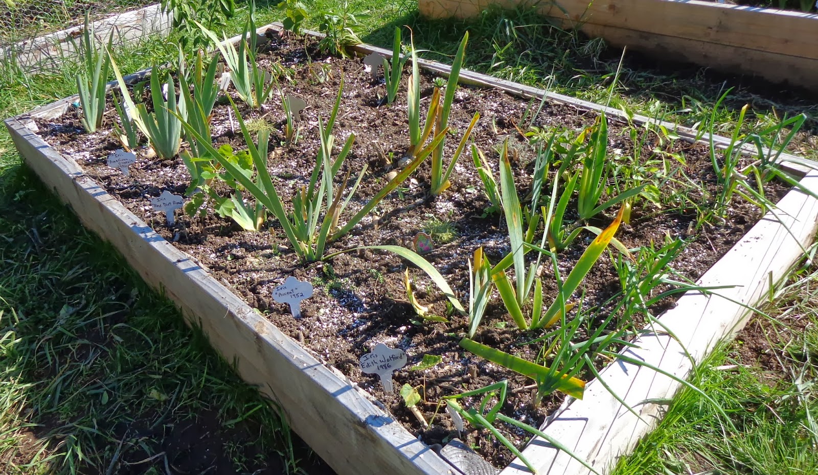 Daniel's Pacific NW Garden: Bearded Irises - Fall Cleanup