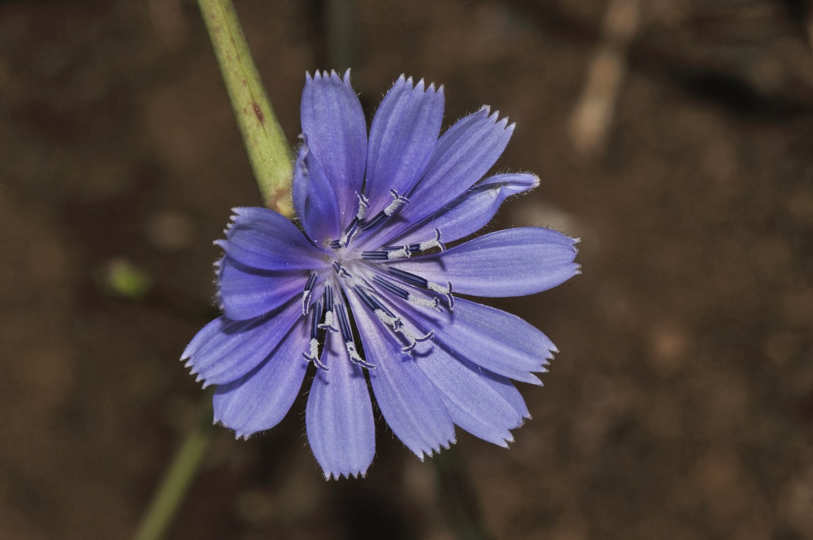 Desde Alájar: Achicoria