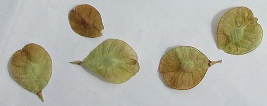 elarbolmiamigo-encinarosa: Olmo Montano / Ulmus Glabra. Huds