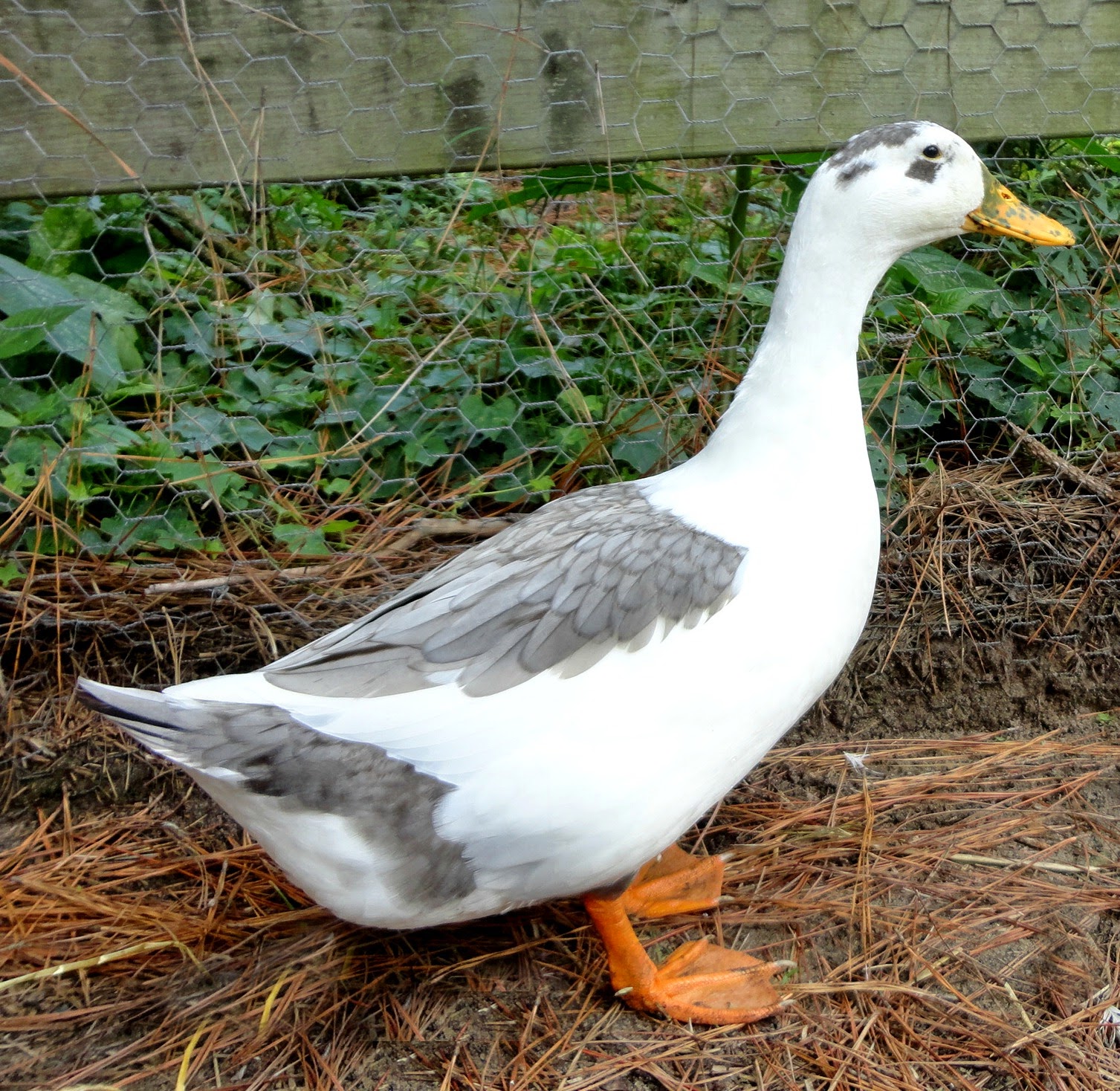 Meet the Quackers | The Ducks of Fresh Eggs Daily - Fresh Eggs Daily ...