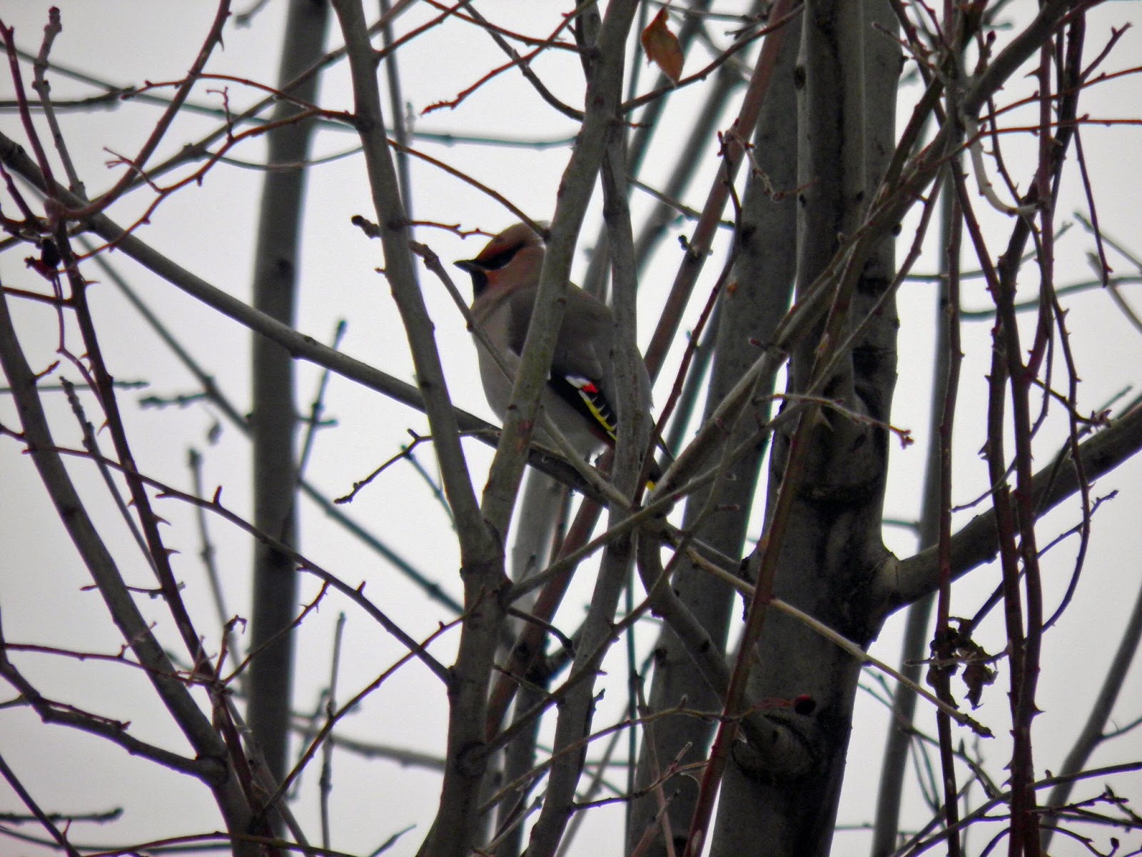 PASARI DIN ROMANIA: MATASAR (1), Bombycilla garrulus