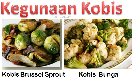Anim Agro Technology: JENIS-JENIS KOBIS (Part 3)