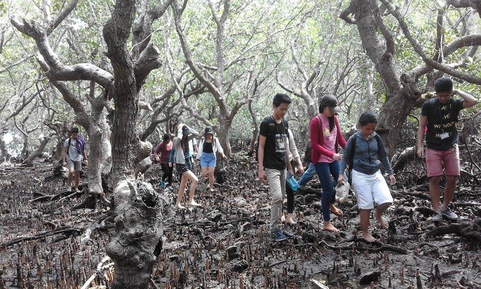 Mangroves: MANGROVES IN BACOLOD, LANAO DEL NORTE, PHILIPPINES