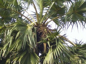 Cara Membuat Toak Tuban | Berita Unik Kota Tuban