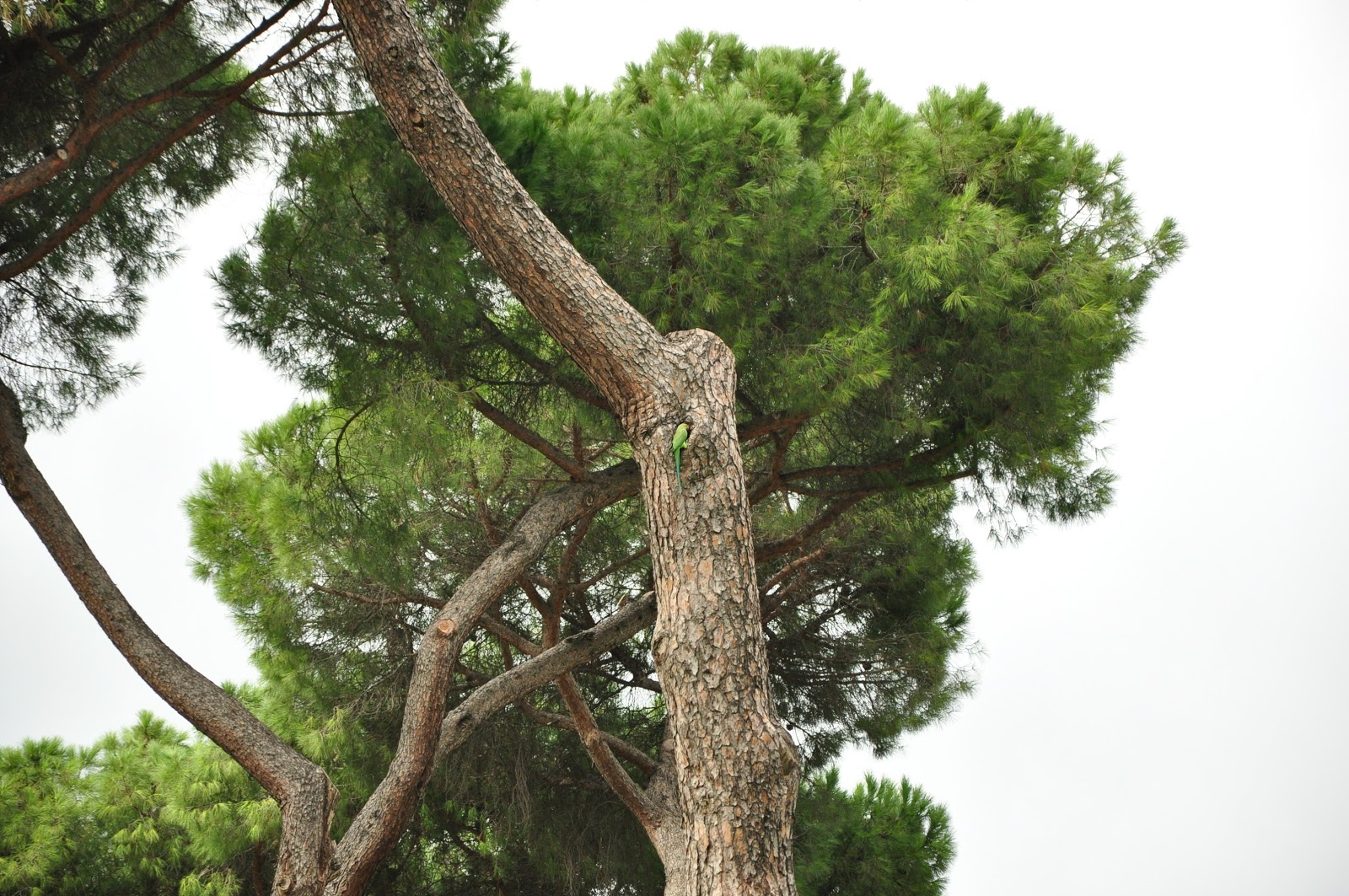 Riqualificazione di Villa Borghese: OGGI LASCIAMO PARLARE I PINI