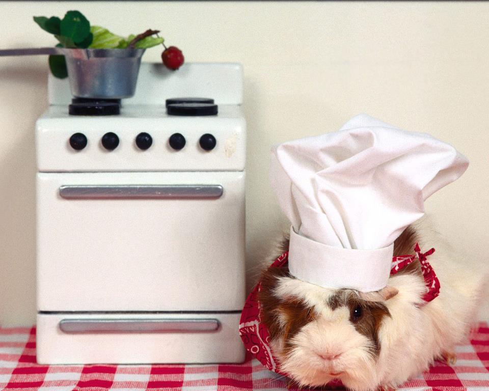 The Guinea Pig Daily: Chef Pig!