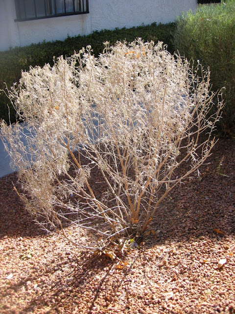Xtremehorticulture of the Desert: Center of Cassia Bush Died. What to Do?