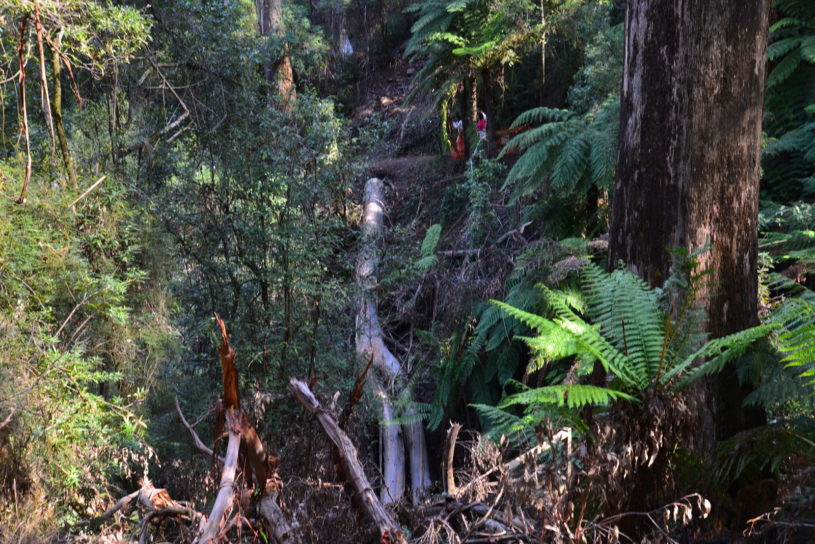 walkabouters club of victoria inc: Sherbrooke Forest, Dandenong Ranges ...