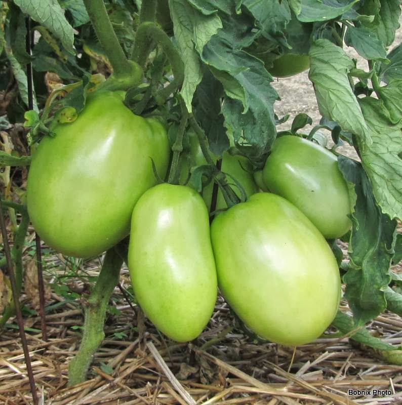 Blog of an Ancient Gardener: Tomato Patch: Buckets of SuperSauce