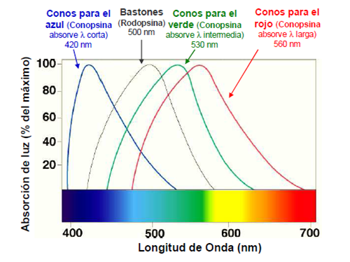 El Buen Presagio: Fisiología del sistema visual