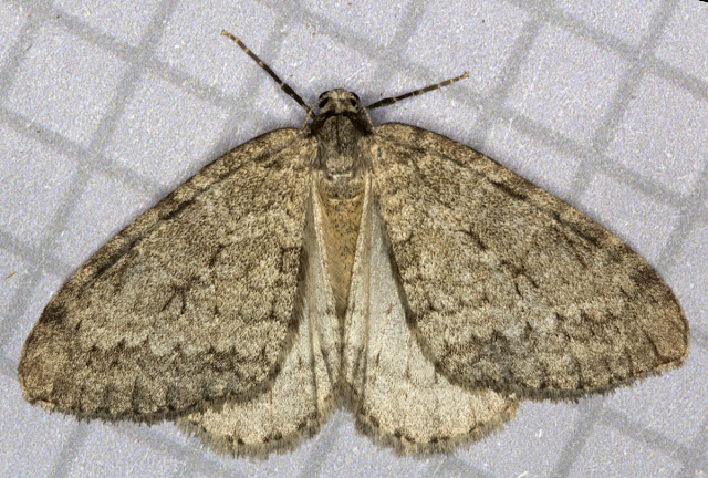 November Moth | Naturally