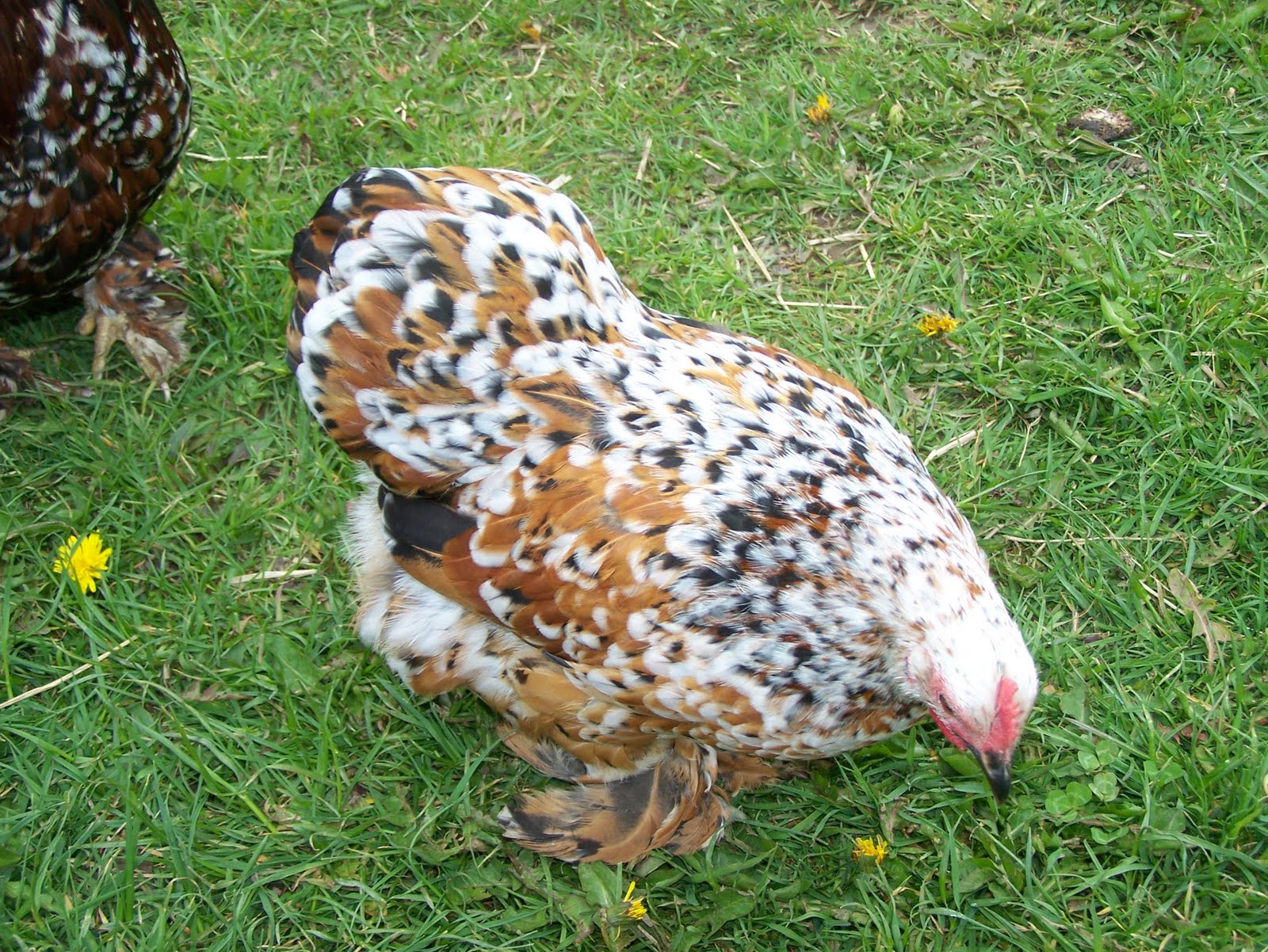 Sherry's Crazy Menagerie: Mille Fleur banty Cochins