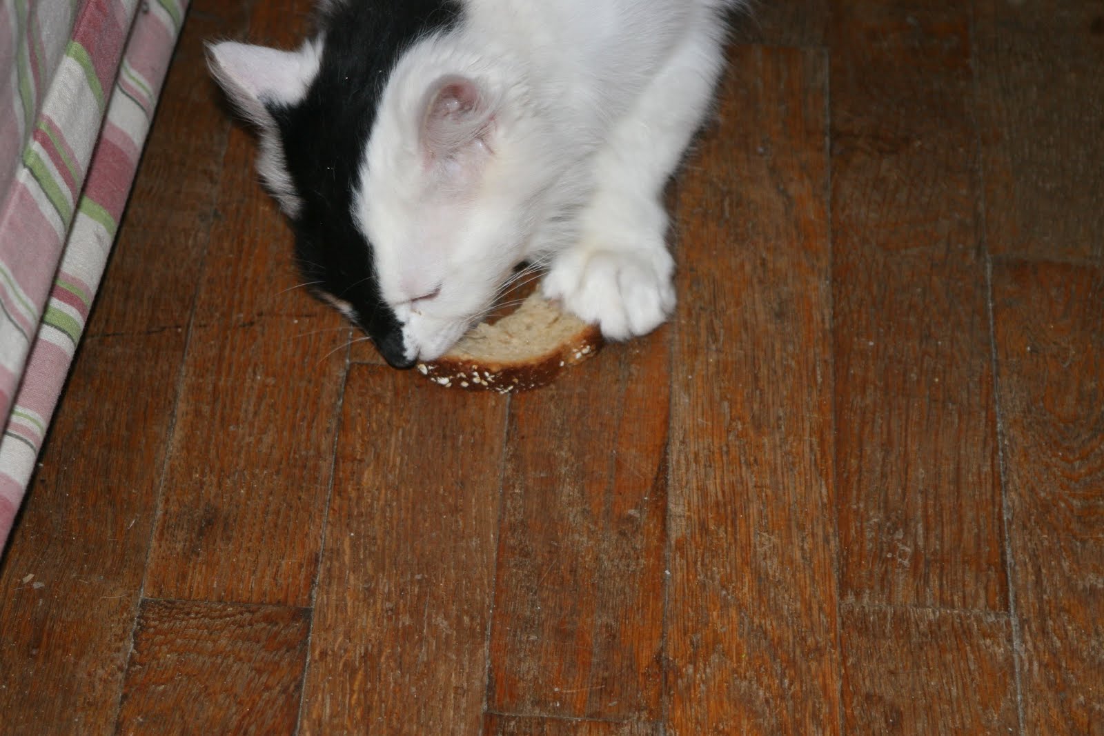 Lucindaville: Cat Breading