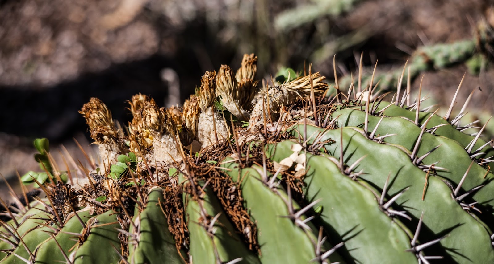 Walking Arizona: Biznaga Dulce