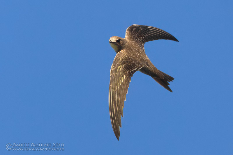 Alpine Swift | BD PIGEONS