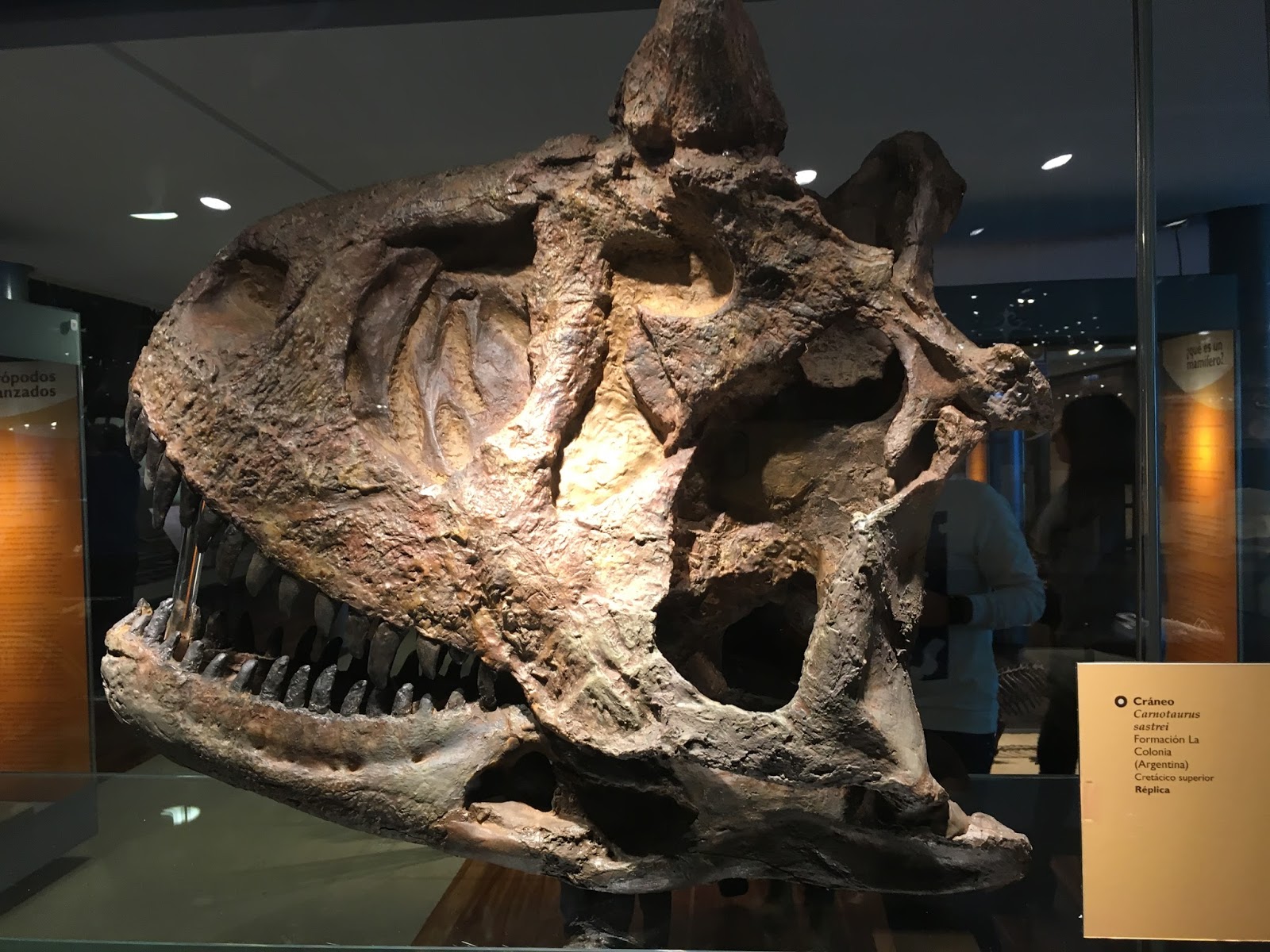 FOSSIL HUNTRESS: CARNOTAURUS SASTREI