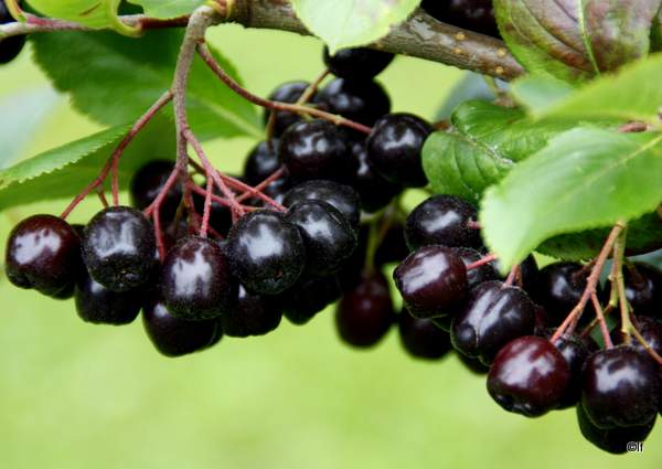 Morsingon pihalta: Mustia marjoja.