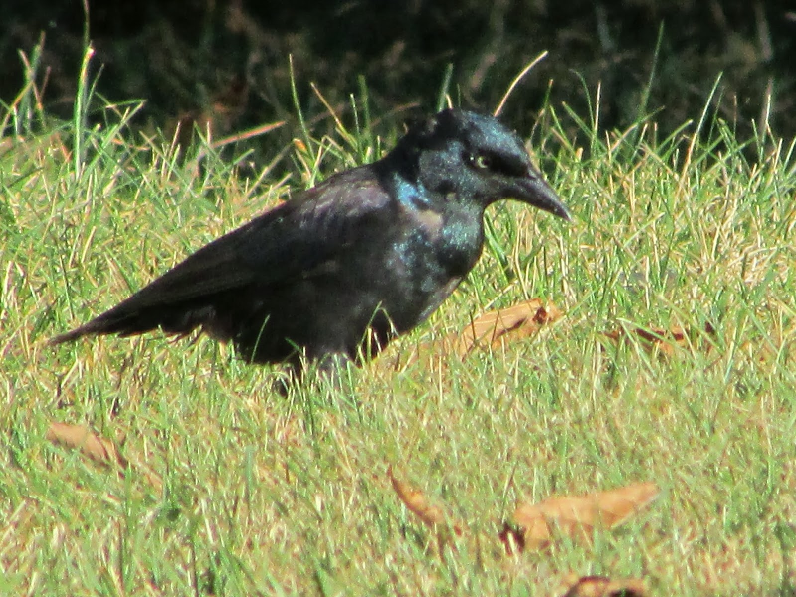 Long Island Birding: Backyard Birding - Massapequa