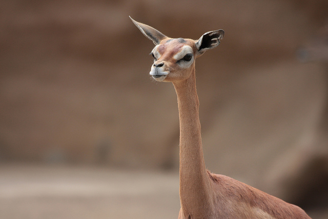 The Strange Elegance of the Giraffe-Necked Antelope ~ Kuriositas