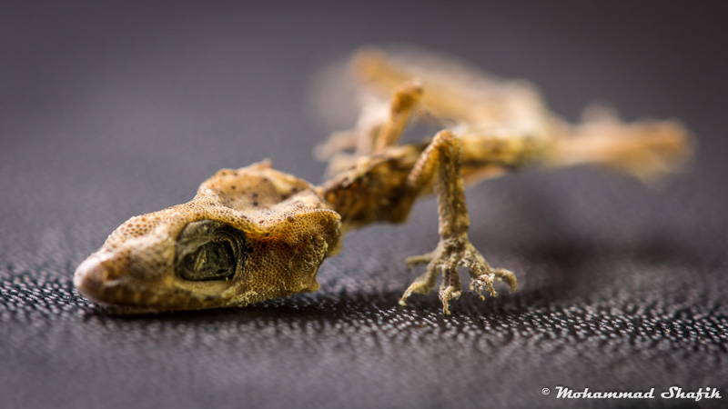 Better Family Photos: The Dead Gecko
