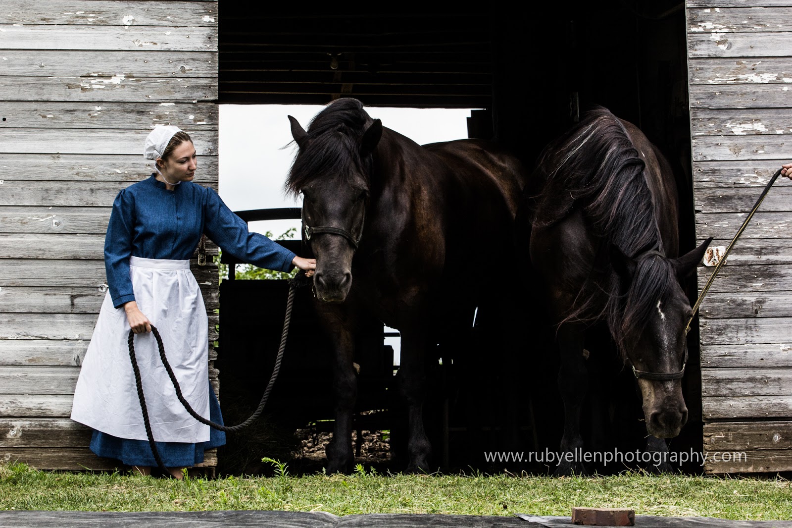 Amish Horses: Hidden Treasure