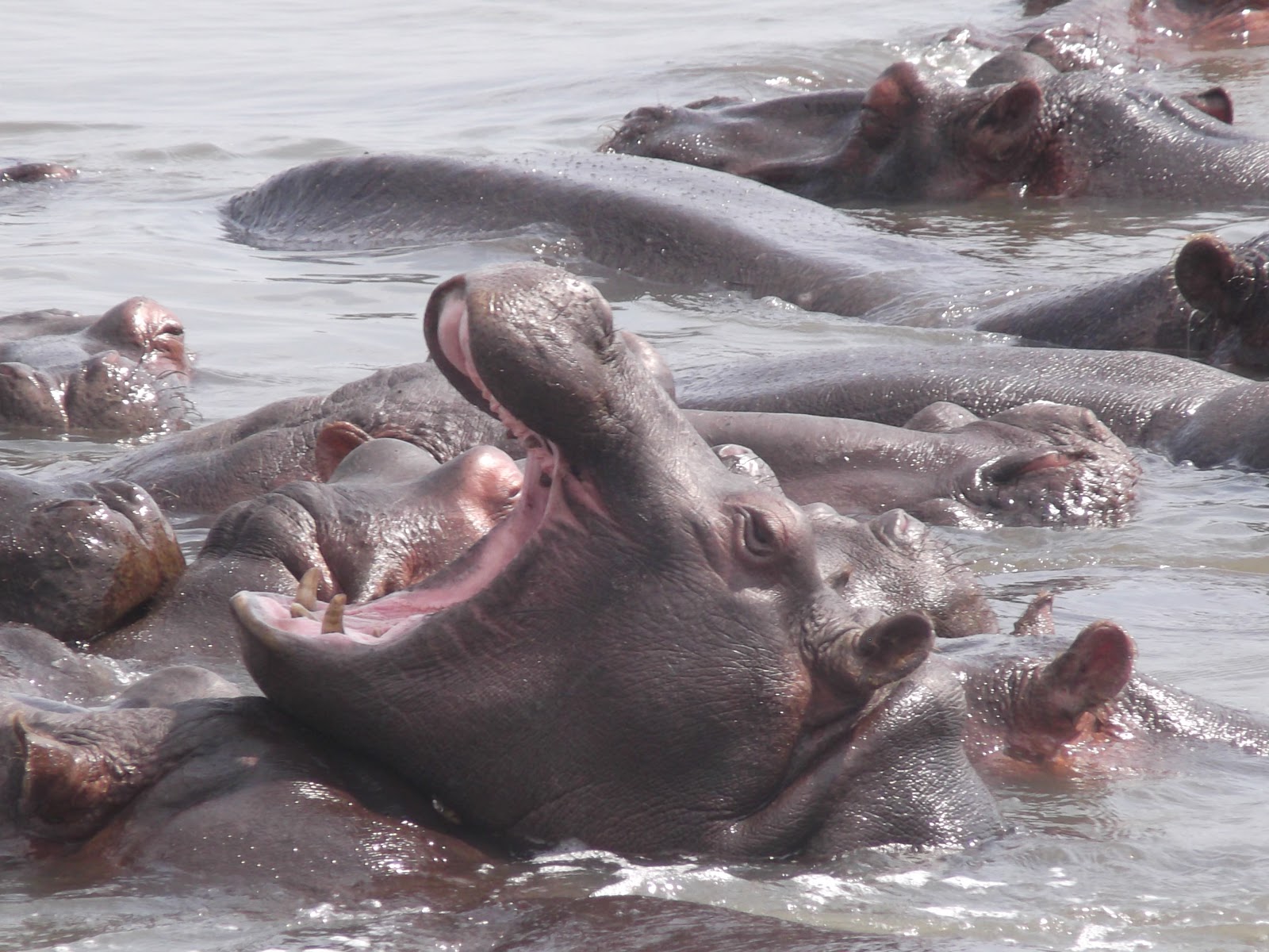 Life with Chickenruby: Hippo Christmas with #AnimalTales