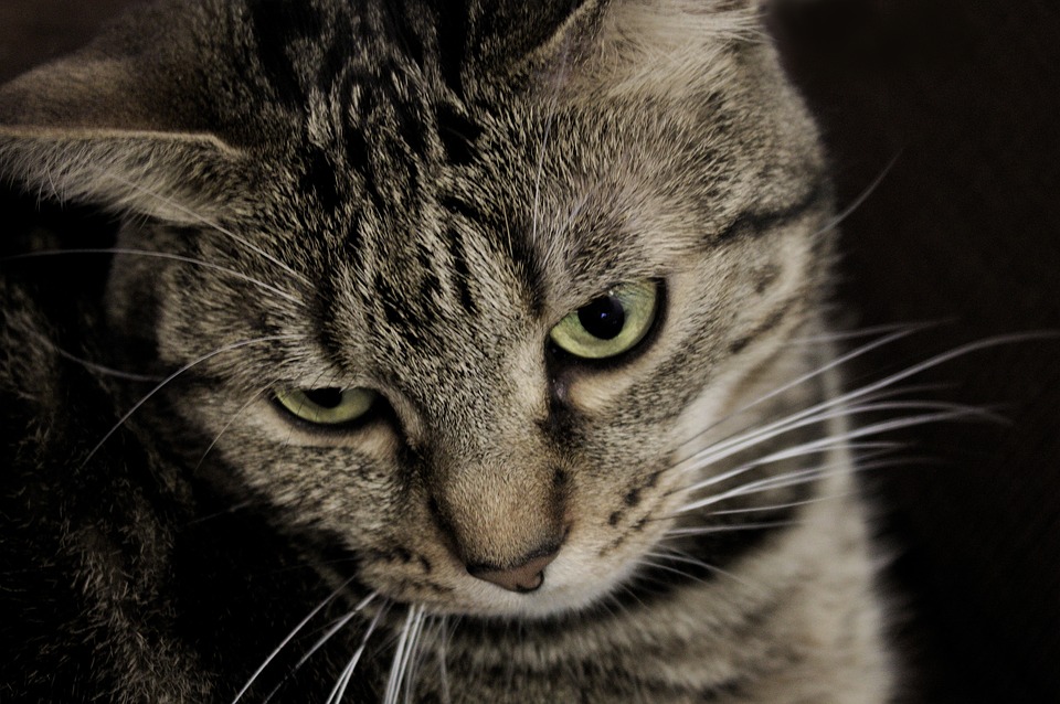 How to Know If Your Cat Is Sad: 7 Signs to Look For - Depression Support