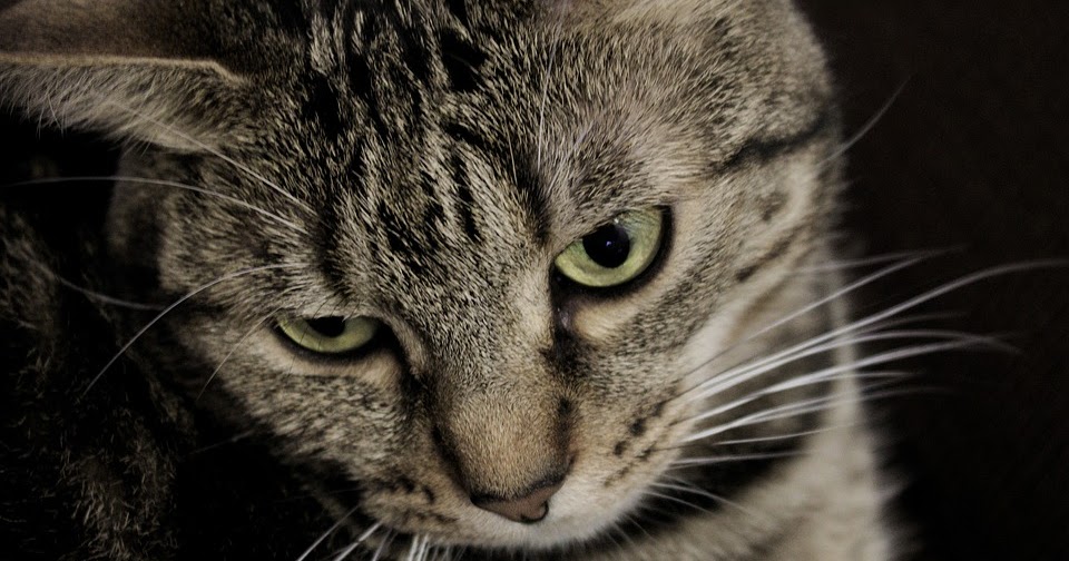 How to Know If Your Cat Is Sad: 7 Signs to Look For - Depression Support