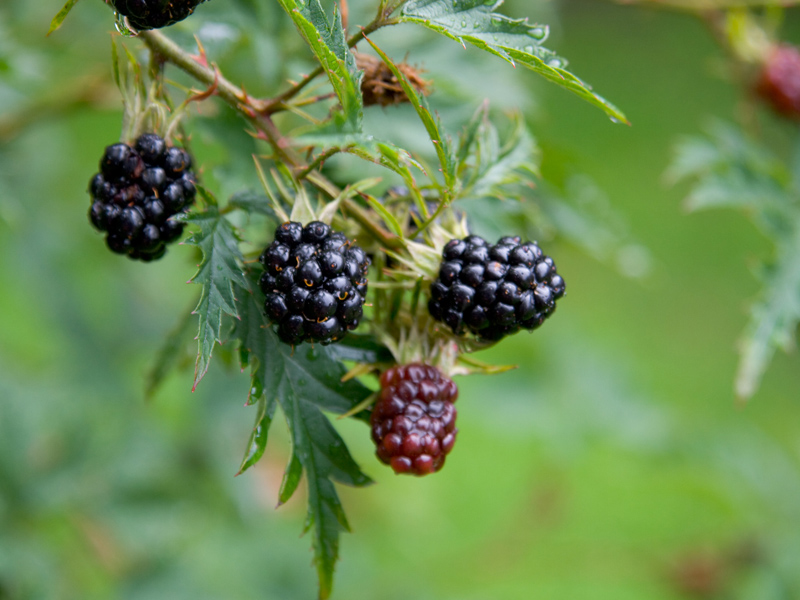 62.Murul(Rubus fructicosus sau rubus villosus) ~ Tratamente naturiste