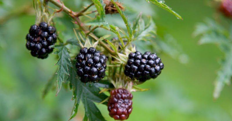 62.Murul(Rubus fructicosus sau rubus villosus) ~ Tratamente naturiste