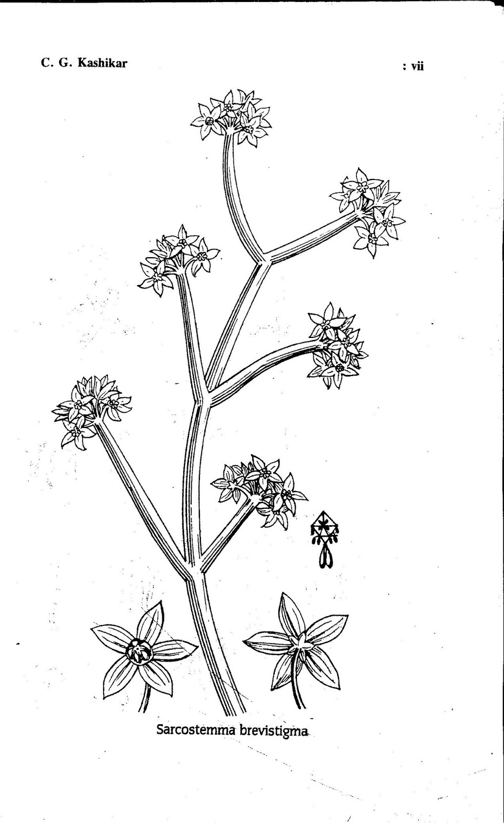 Confusion about Vedic Soma Plant | Swami's Indology Blog