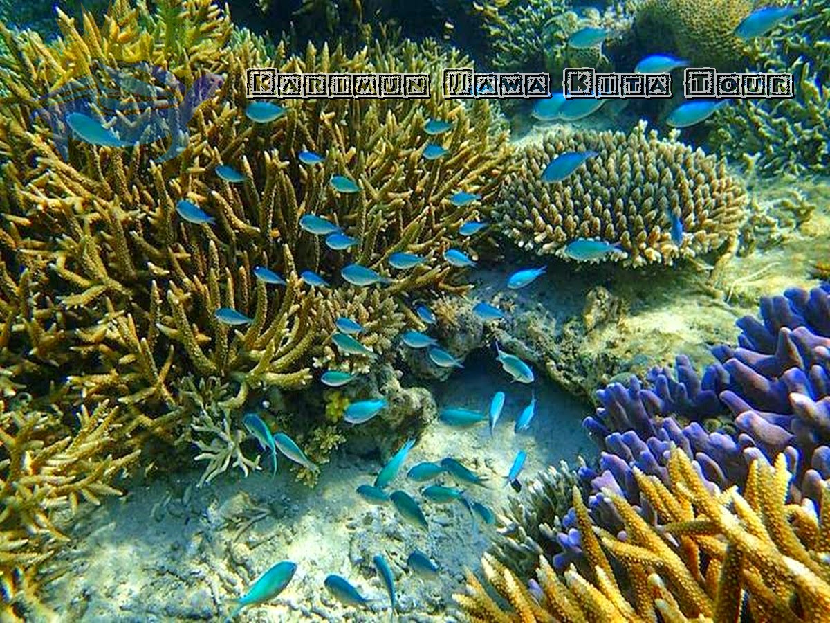 Selamatkan Terumbu Karang Karimun Jawa! | Karimunjawa Kita Tour
