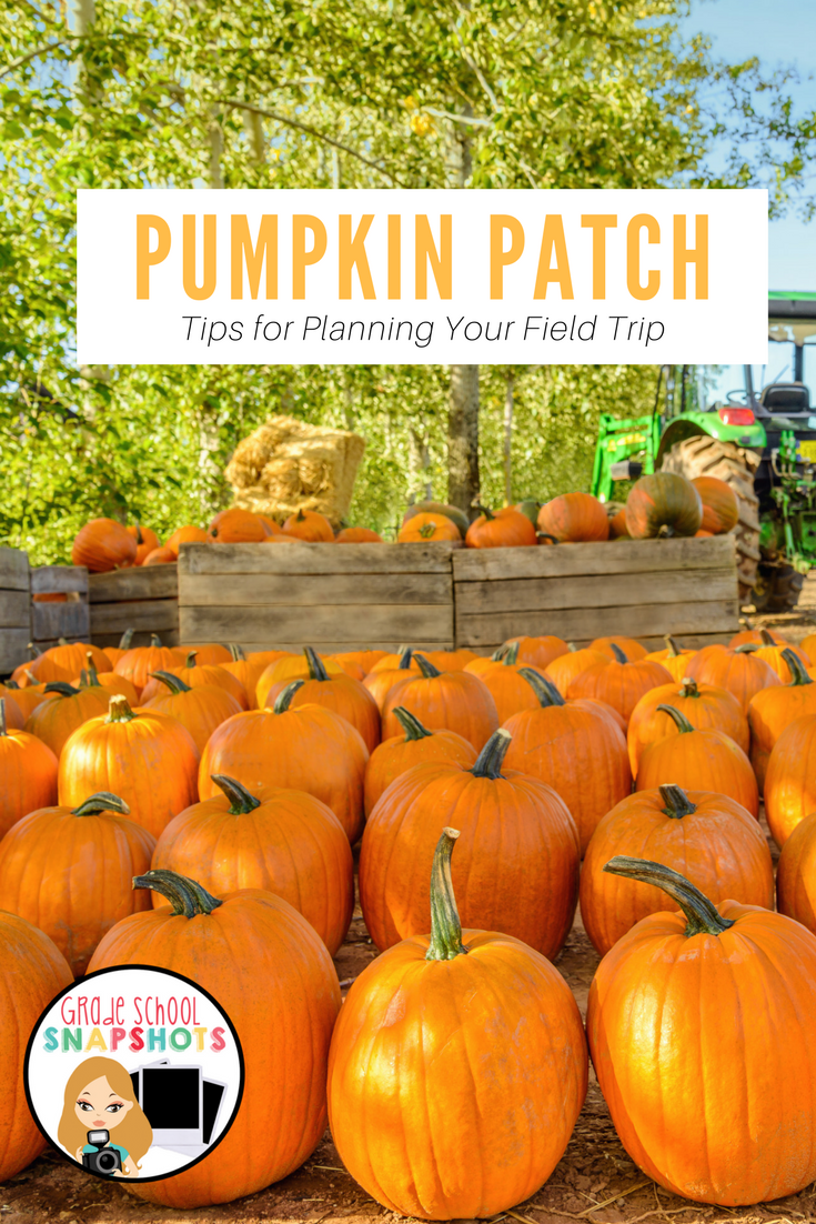 Grade One Snapshots: 2017