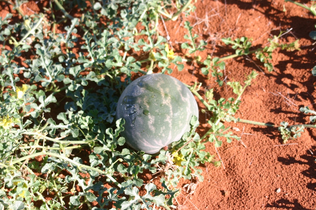 Things I grew up with - 1