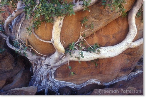 A Photographic Sage: Inspired by Freeman Patterson...