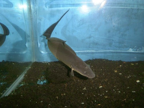 Mahamaya Hiko: Profil dan cara memelihara Aba-aba KnifeFish "Gymnarchus ...