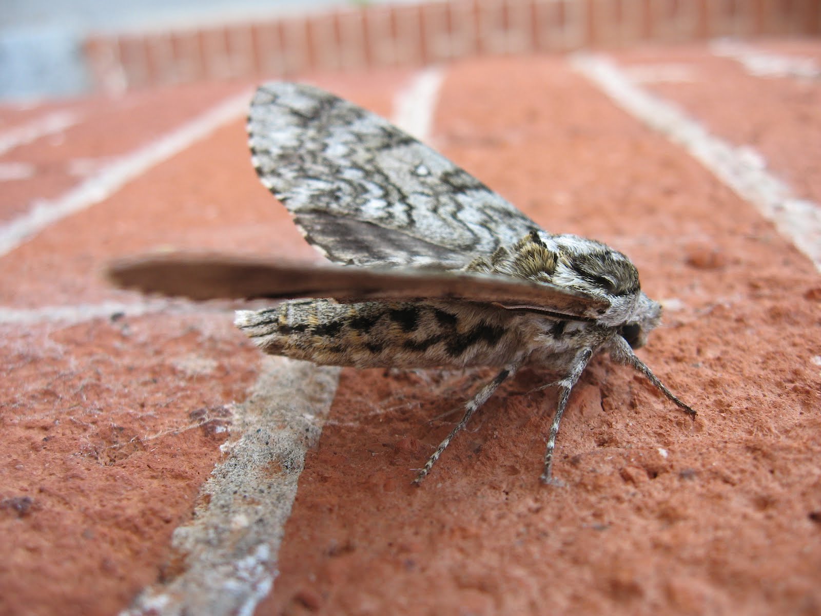 Tangled Web: An Eclipse of Moths