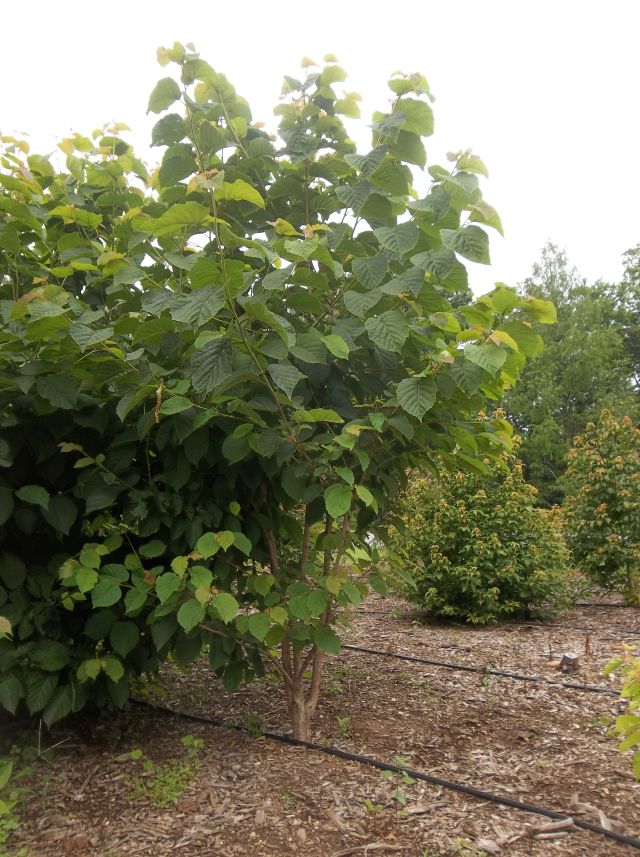 Future Plants by Randy Stewart: Hazels