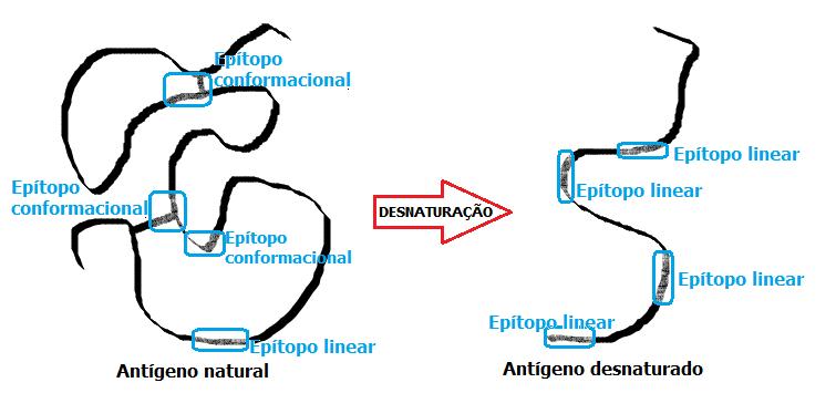 Epitopos Imunodominantes; Determinantes Antigênicos Imunodominantes ...