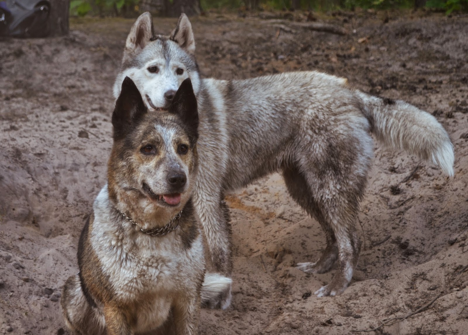 Woof. : Chimera i hybryda