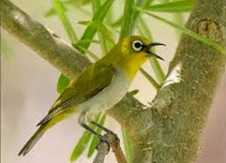 Cara Merawat Burung Pleci Dada Putih ~ Gembala News