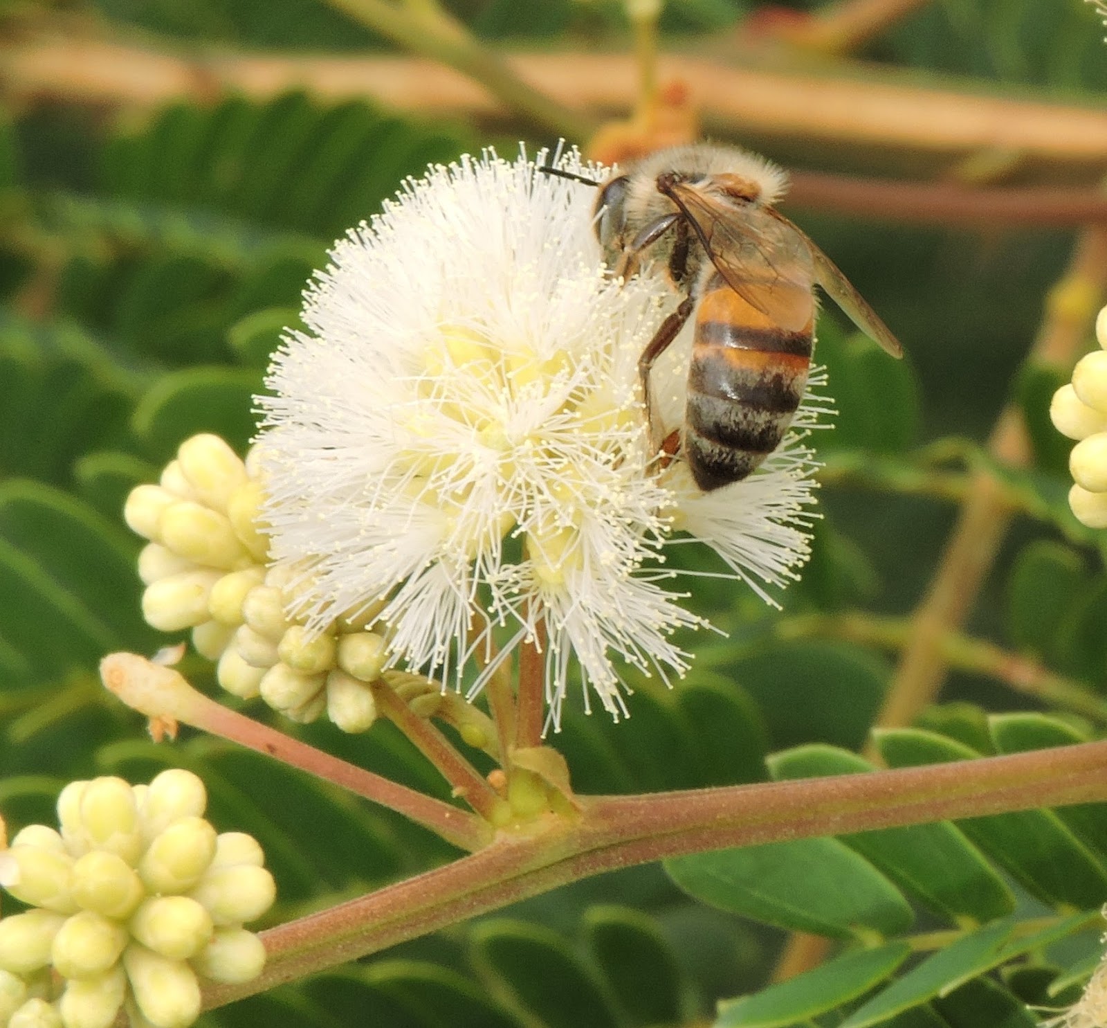 Fabaceae - Leguminosae no Brasil: Fabaceae - Senegalia polyphylla (DC ...