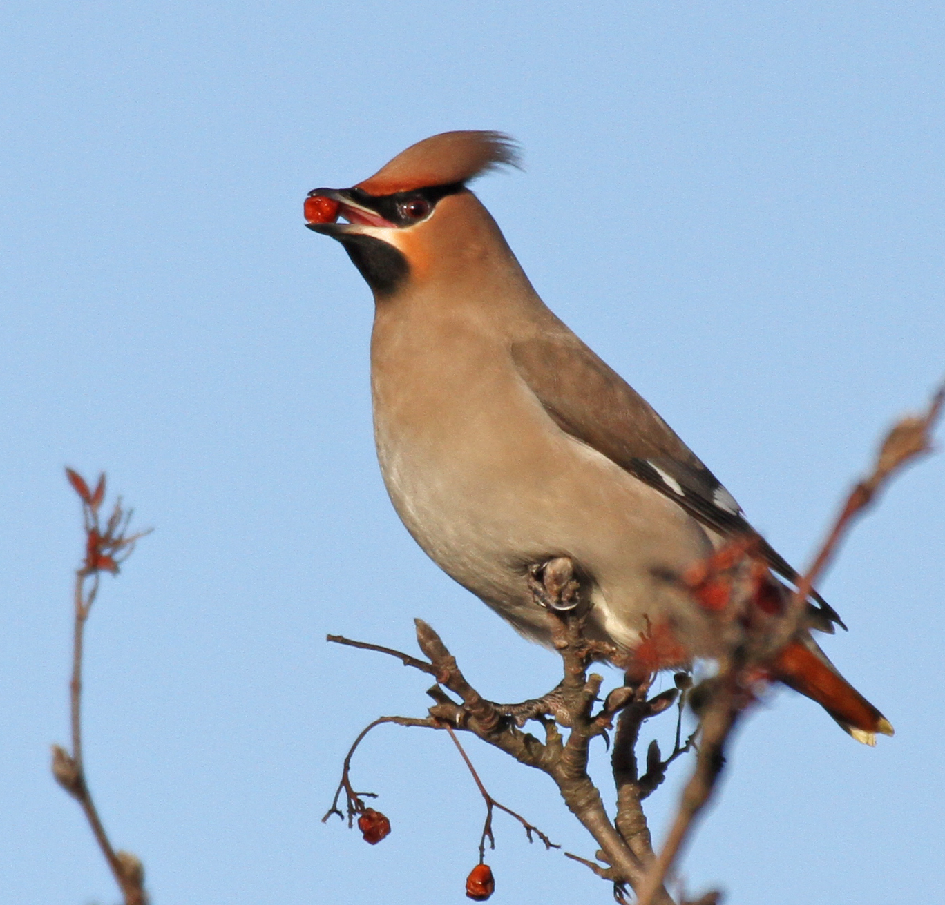 Birding with Flowers: Holiday Waxwings