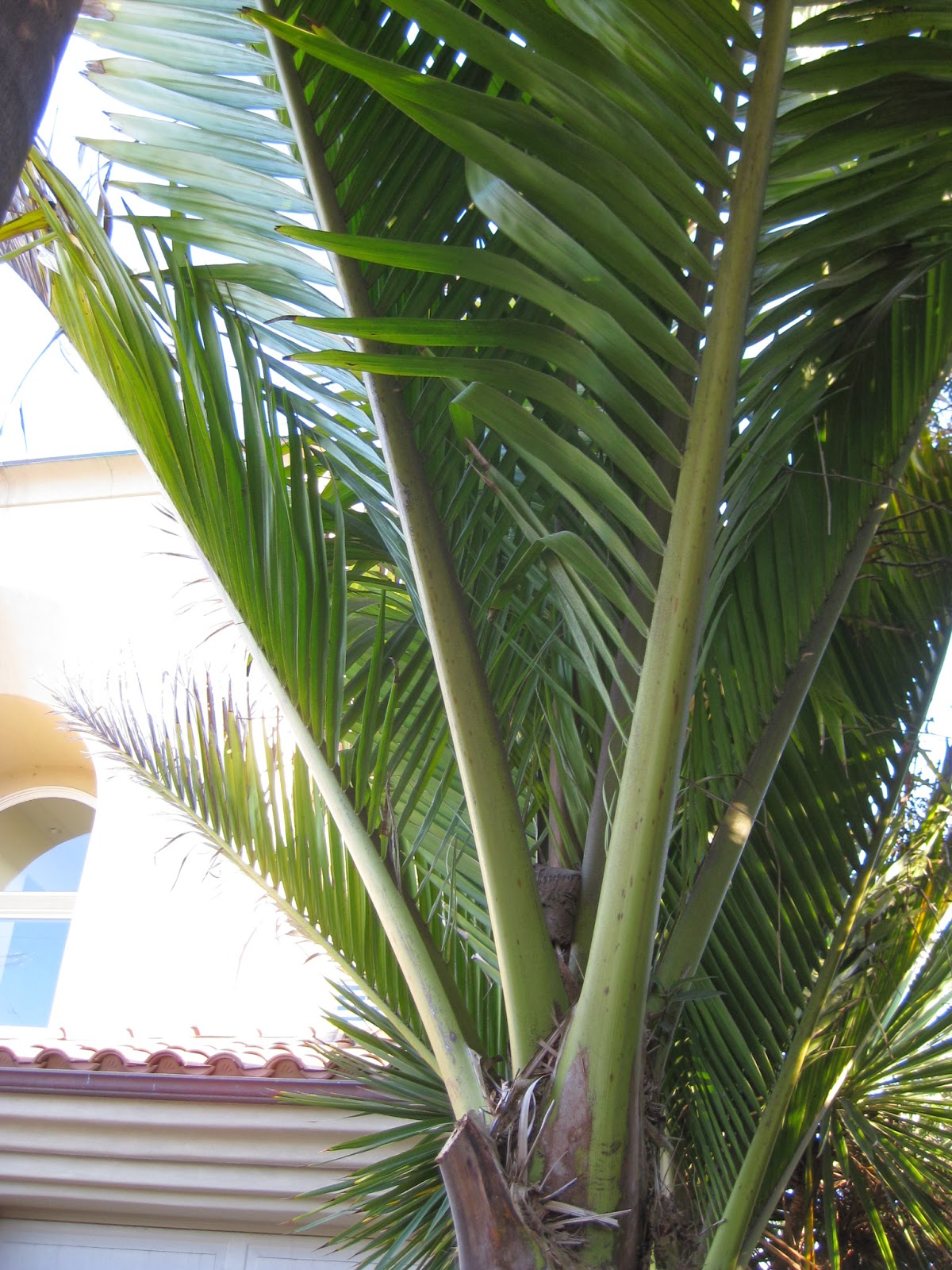 Trees of Santa Cruz County: Rhopalostylis baueri - Norfolk Island Palm