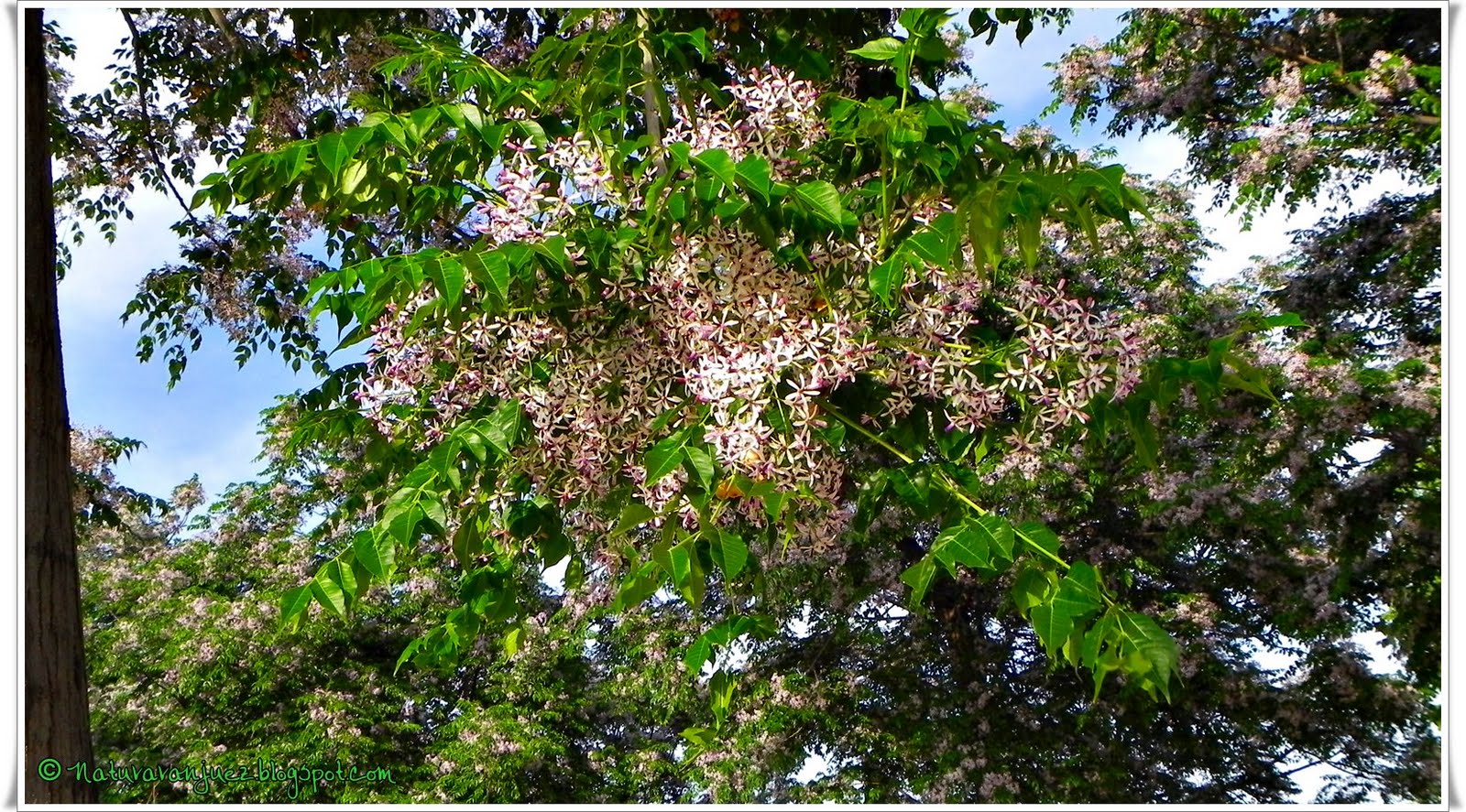 NaturAranjuez: CINAMOMO (Melia azedarach )
